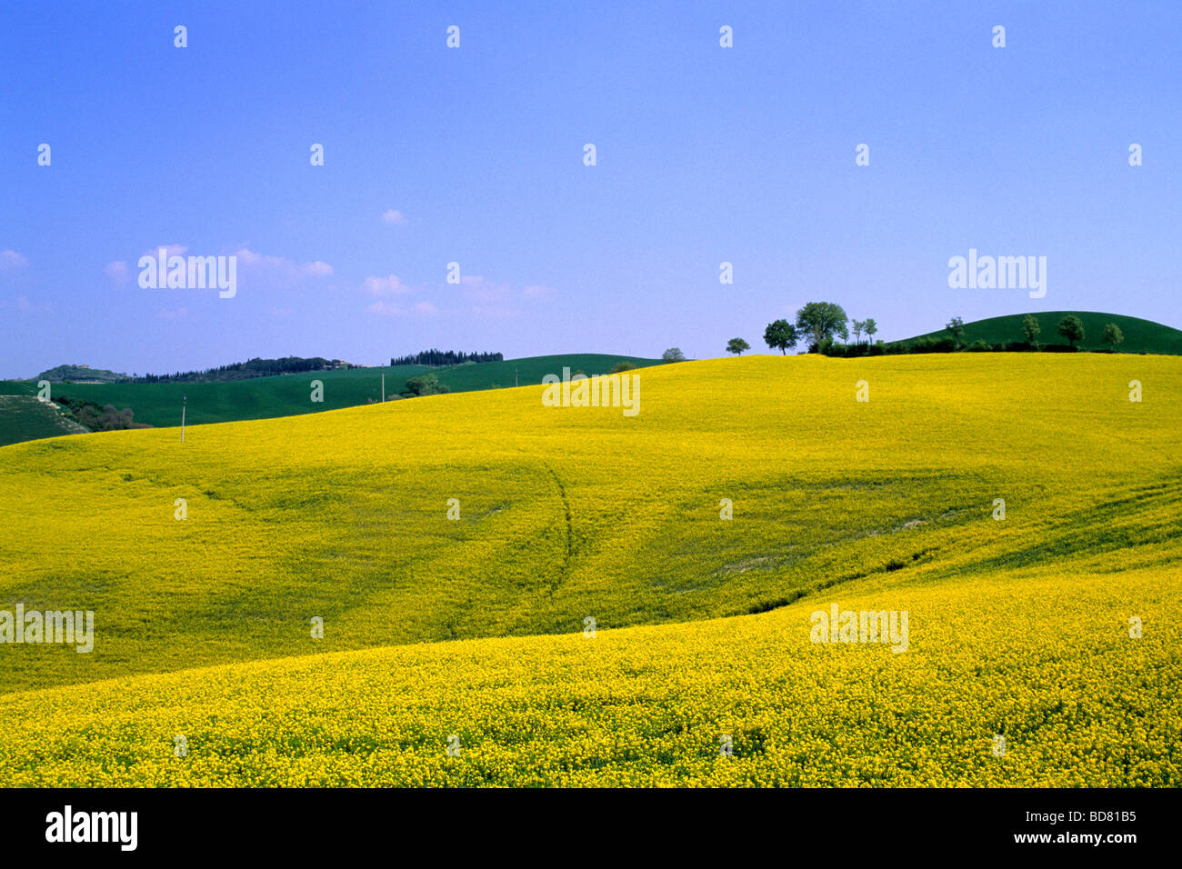 Sienese landscape Siena Italy Stock Photo - Alamy