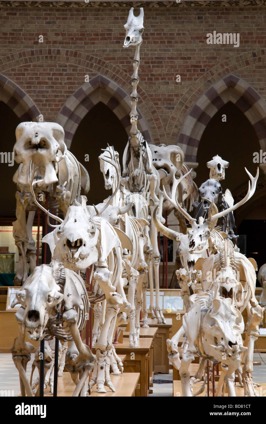 Deer skulls museum hi-res stock photography and images - Alamy
