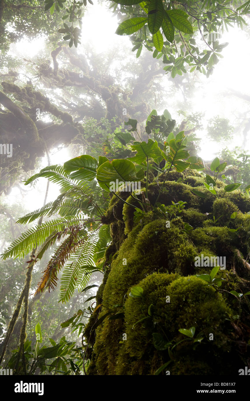 Monteverde cloud forest reserve hi-res stock photography and images - Alamy