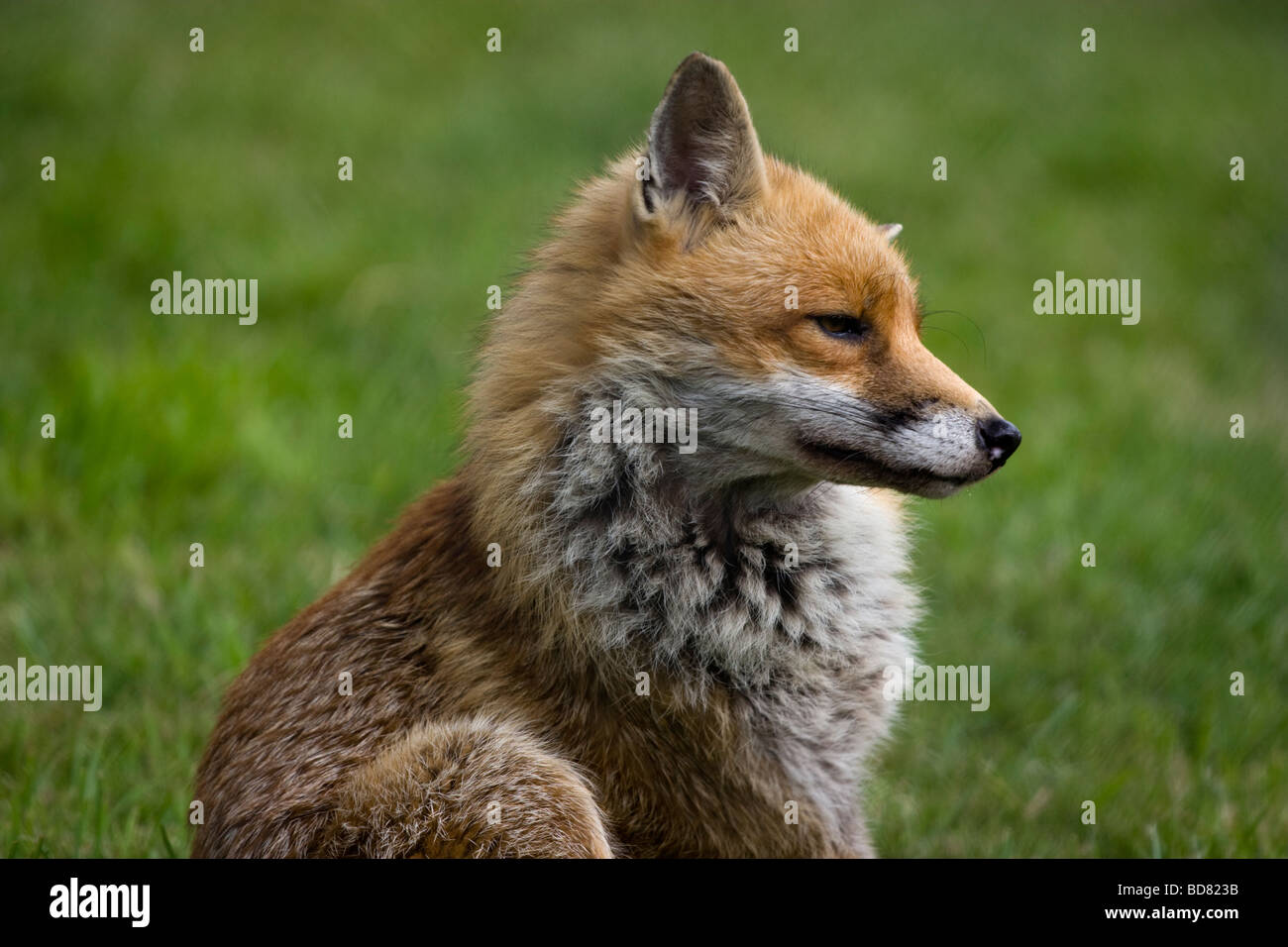 Fox portrait Sussex, UK Stock Photo - Alamy