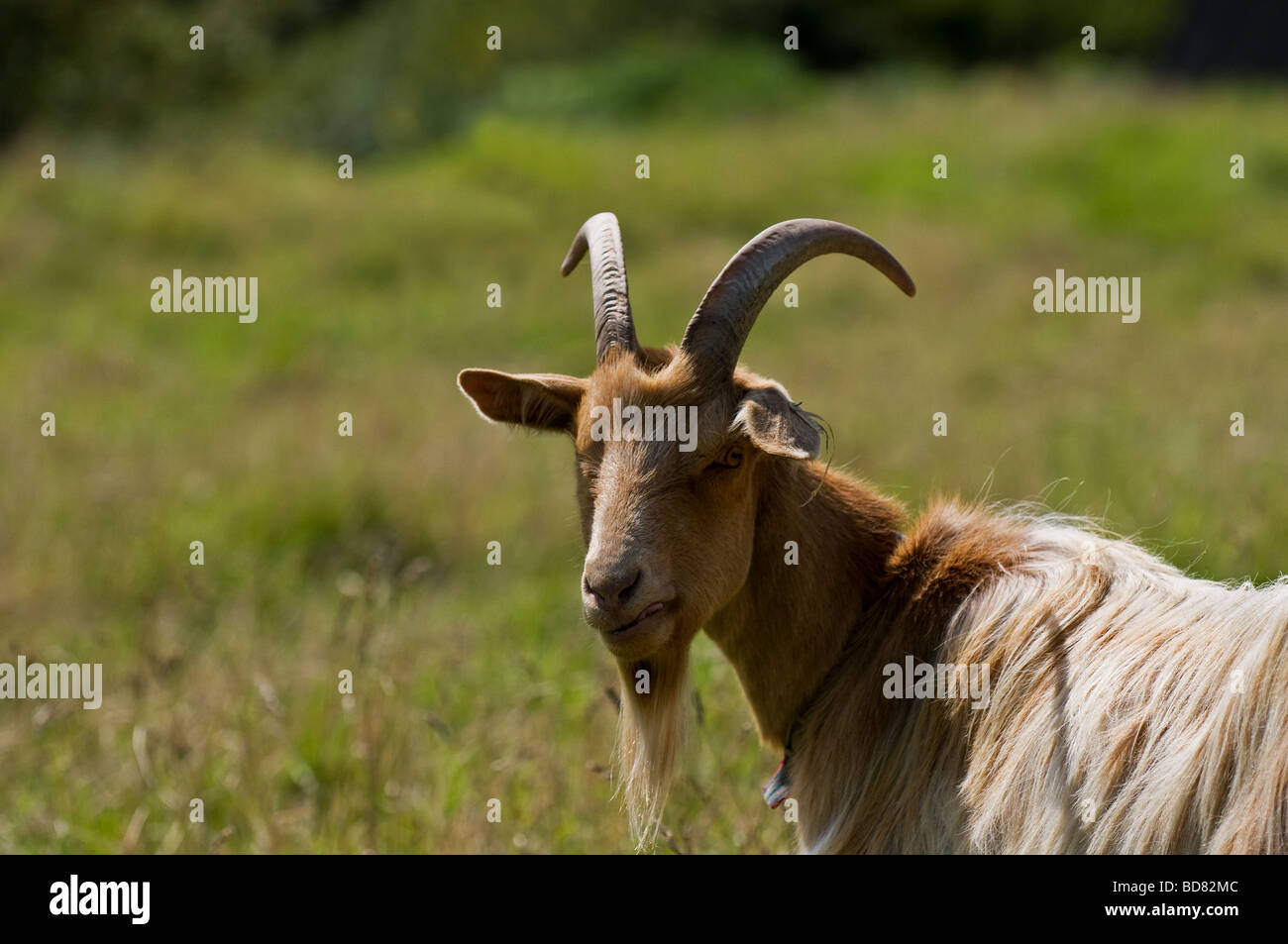 A one eyed goat in a field. Photo by Gordon Scammell Stock Photo - Alamy