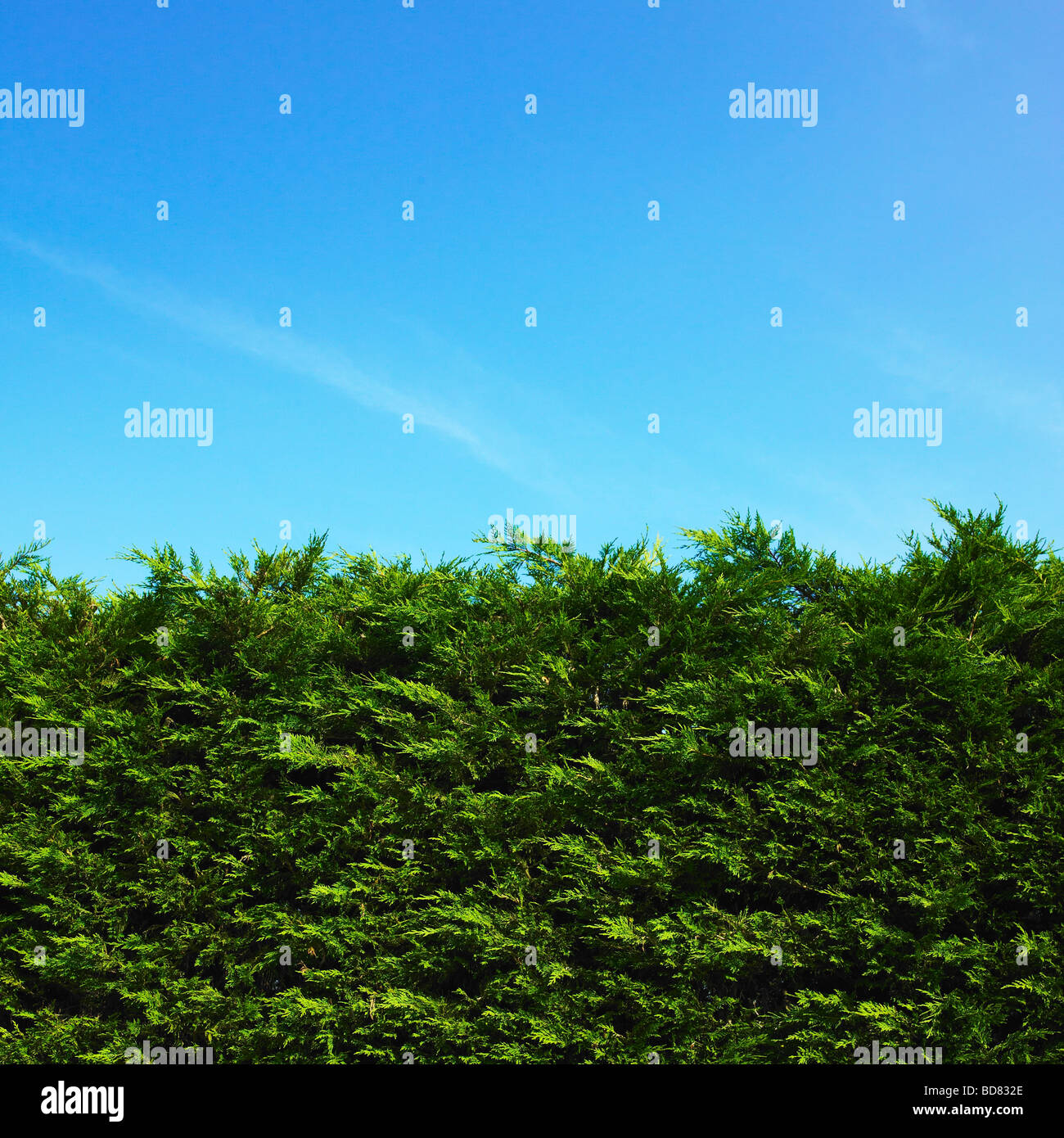 Background Hedge High Resolution Stock Photography and Images - Alamy