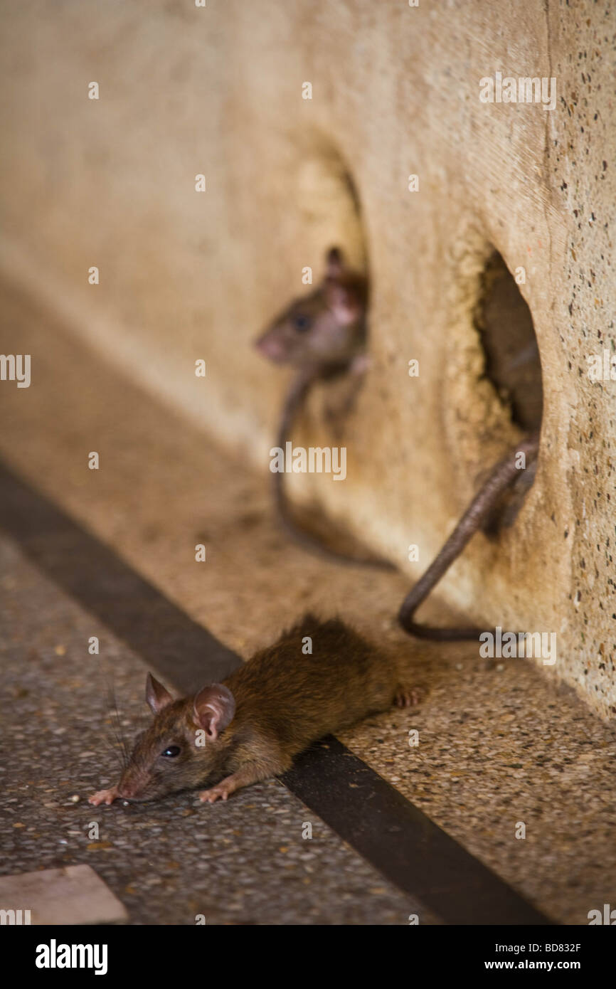 India rat temple hi-res stock photography and images - Alamy
