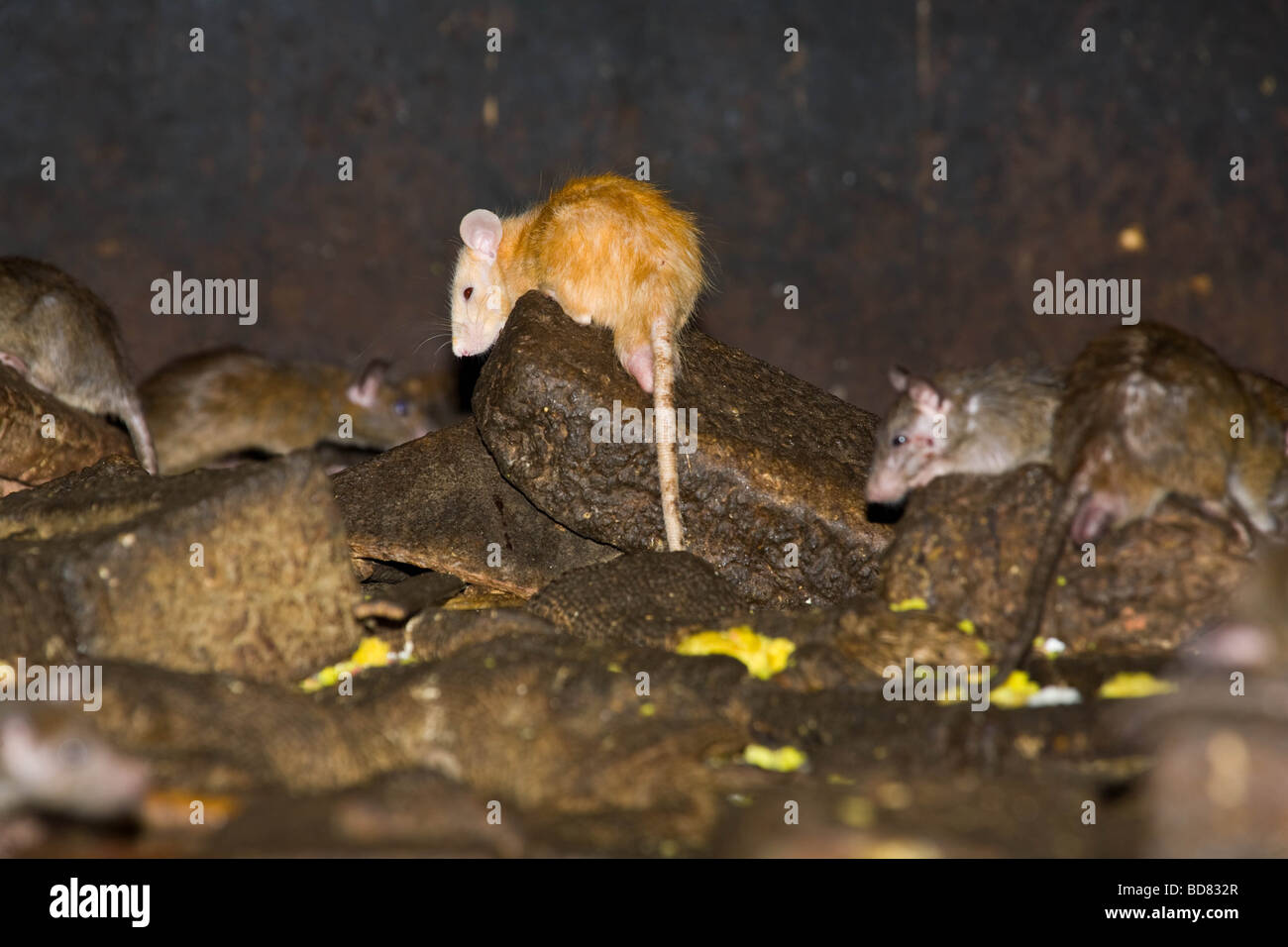 A sacred white rat near other black rats in the rat temple of Deshnok ...