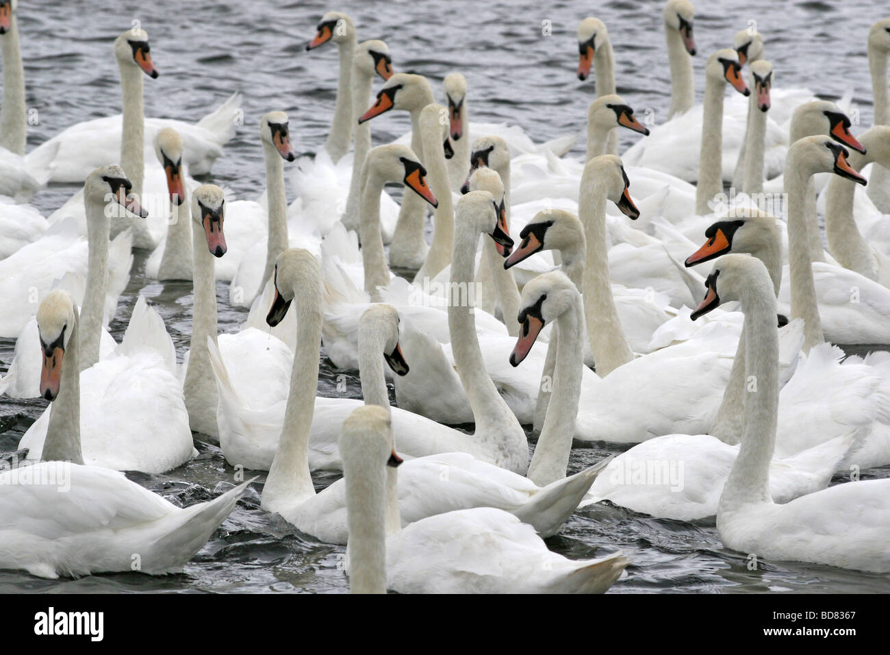 Group mute swans hi-res stock photography and images - Alamy