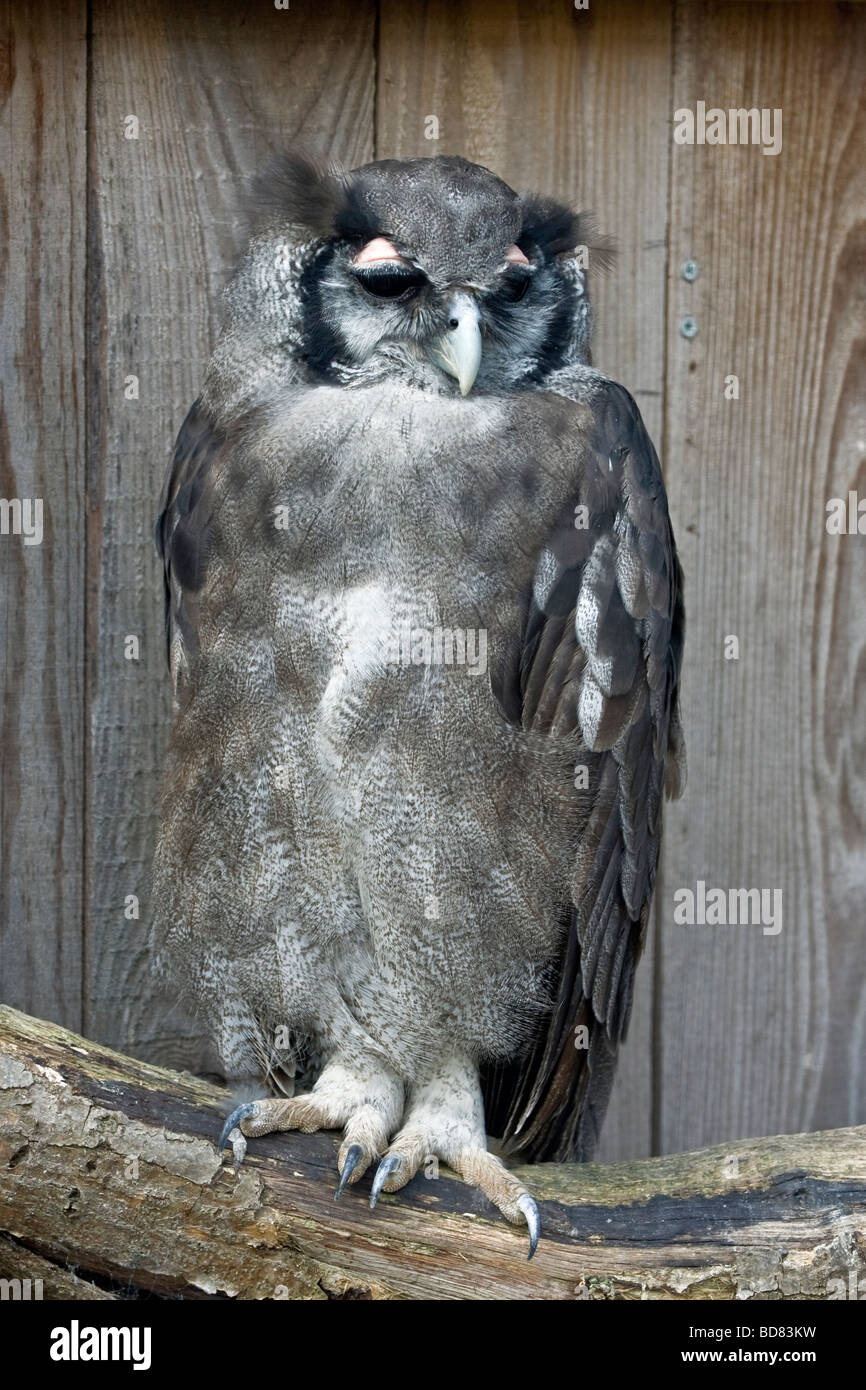Verreaux Eagle Owl or Milky Eagle Owl Bubo (lacteus Stock Photo - Alamy