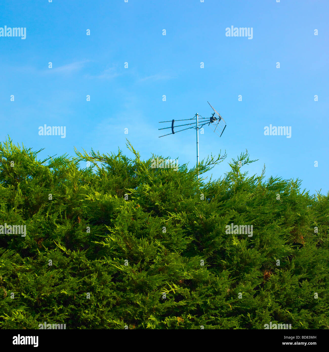 High hedges hi-res stock photography and images - Alamy