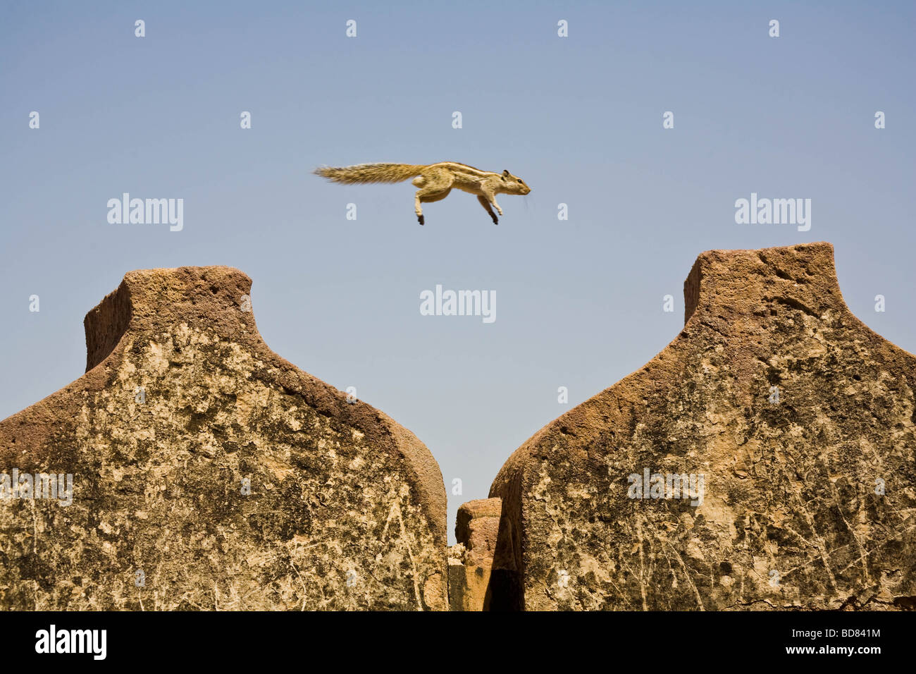 A ground squirrel in mid-air jumps between walls of the Jodhpur fort ...