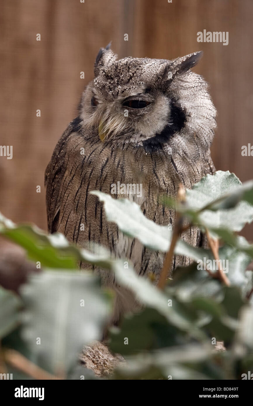 White faced scops owl falconry hi-res stock photography and images - Alamy