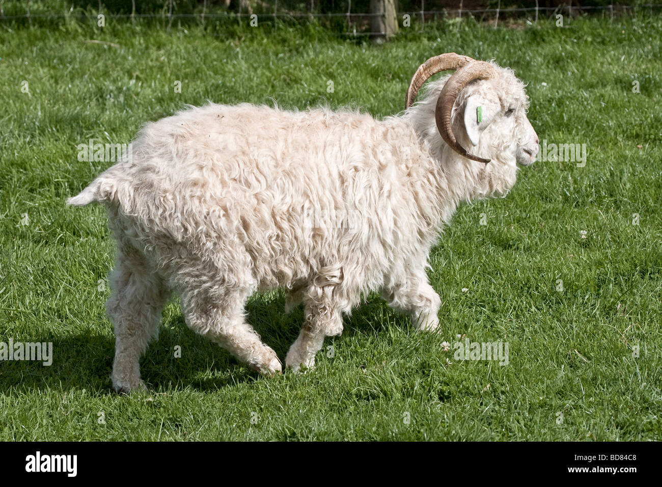 Angora goat animal rare breed hi-res stock photography and images - Alamy