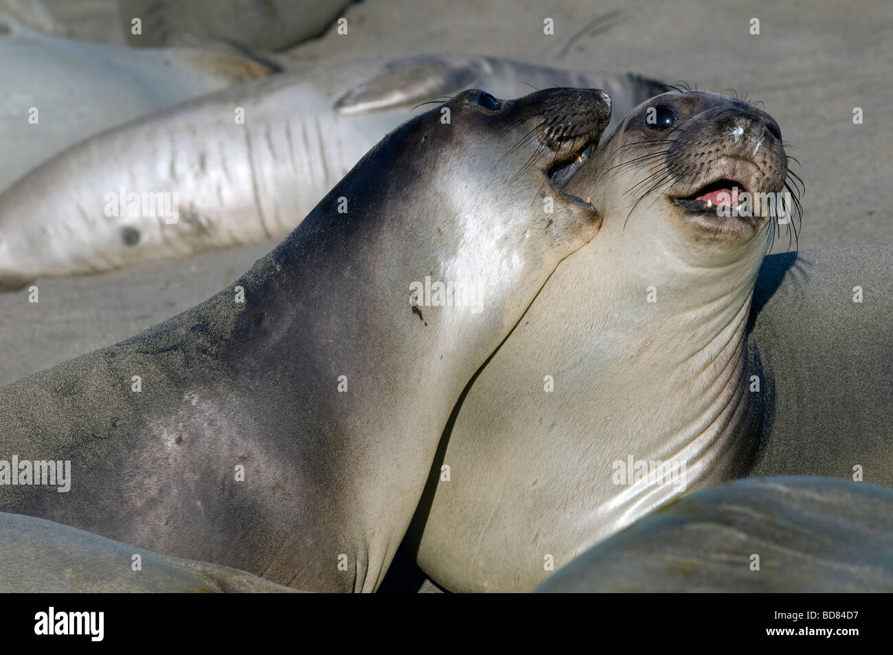Aggressive seals hi-res stock photography and images - Alamy