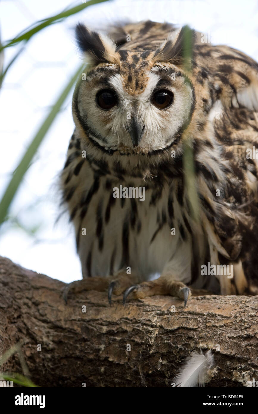 Mexican Striped Owl