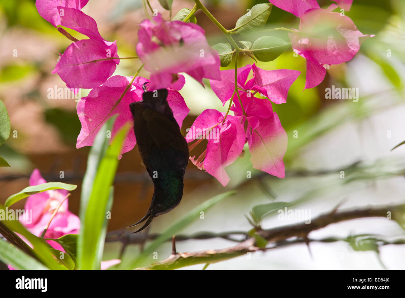 Close-up of a sunbird with bright pink flowers on the outskirts of ...