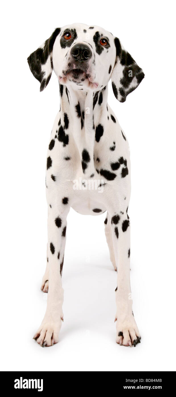 Dalmatian colour hi-res stock photography and images - Alamy