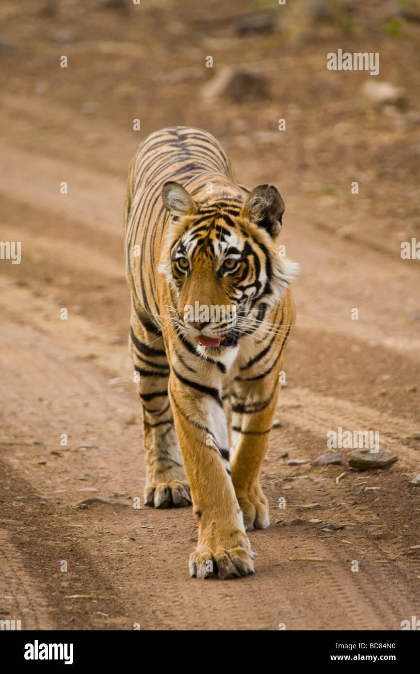 Tiger walking hi-res stock photography and images - Alamy