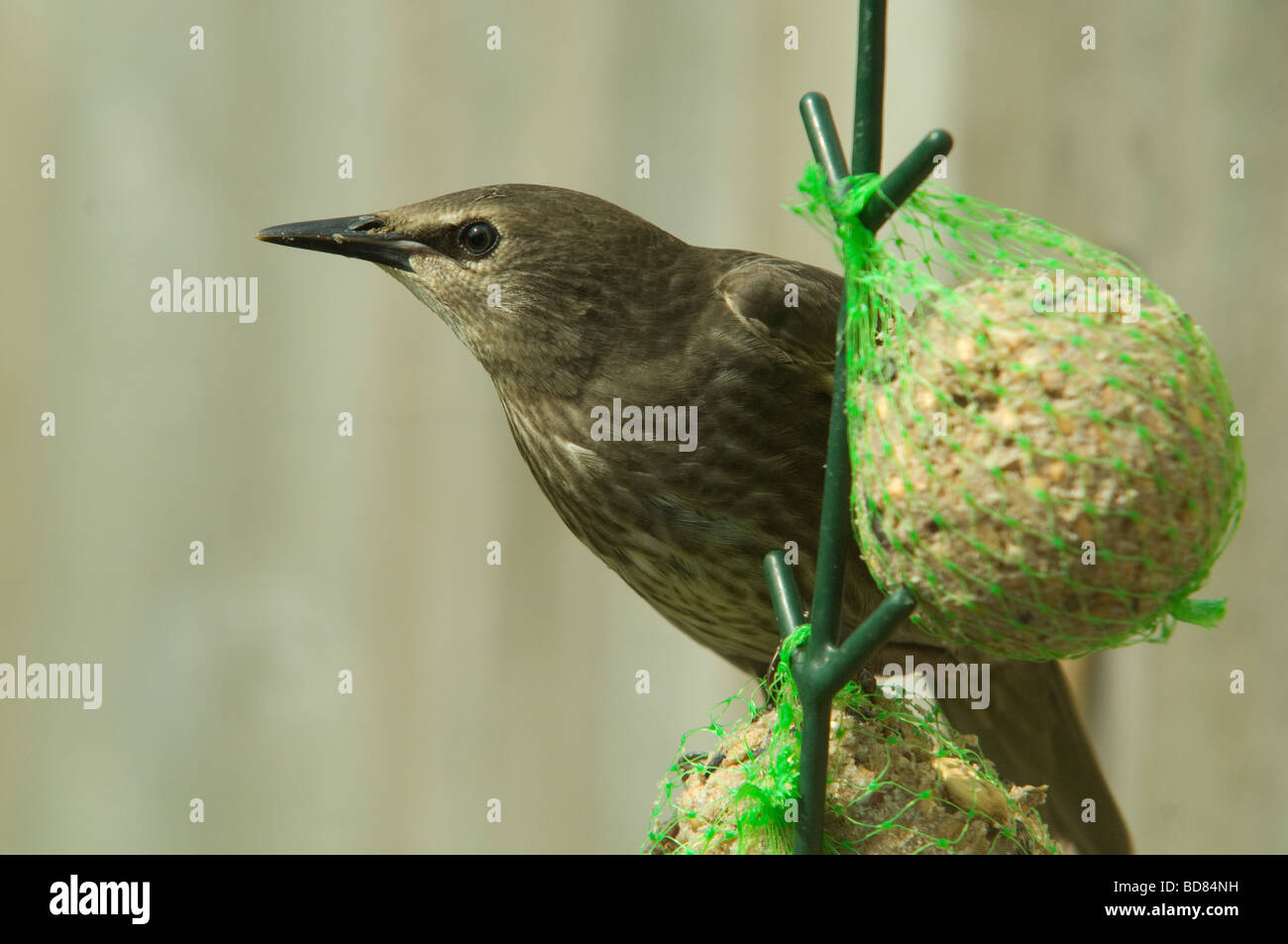 Young Starling High Resolution Stock Photography and Images - Alamy