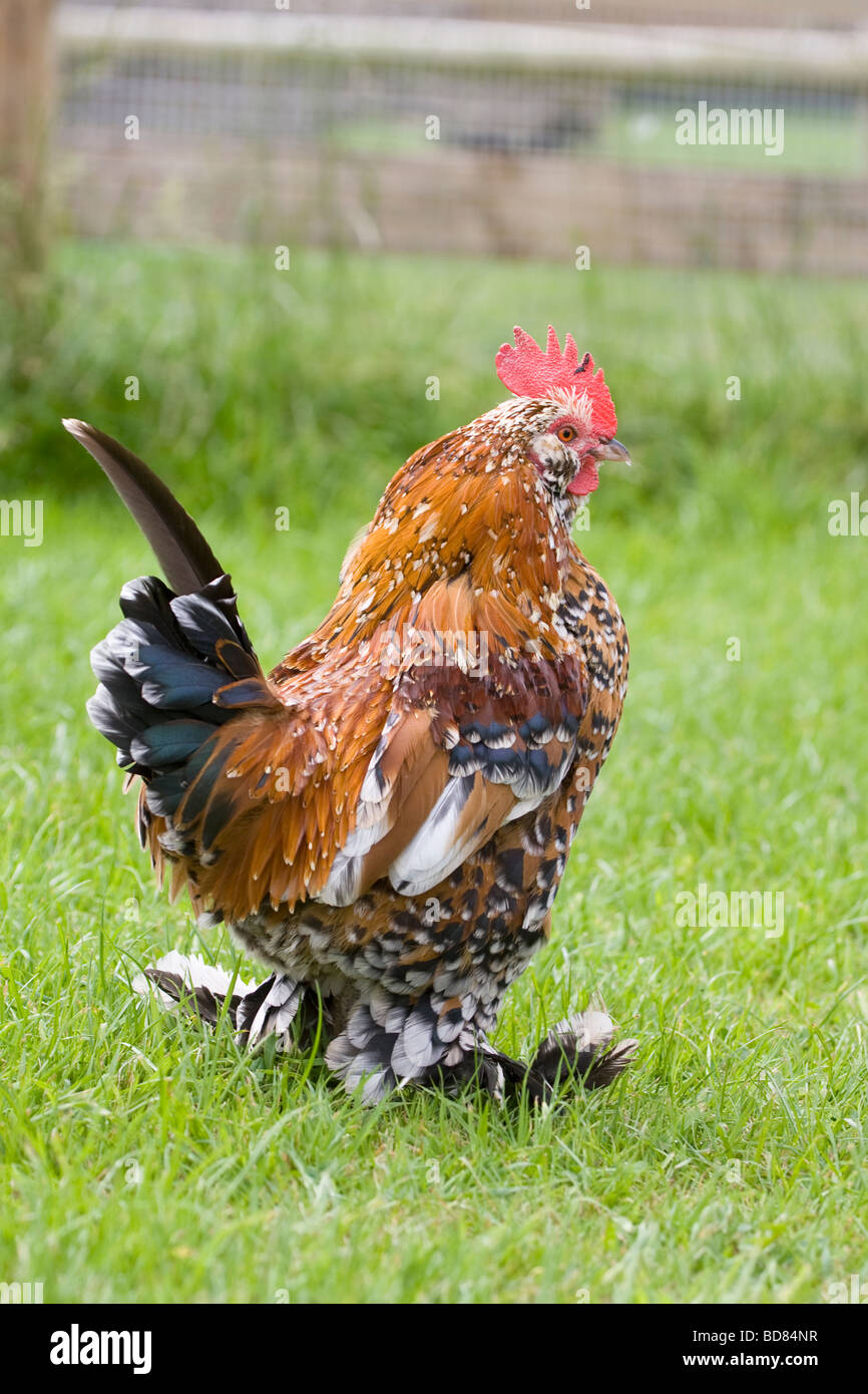 Bantam breed hi-res stock photography and images - Alamy