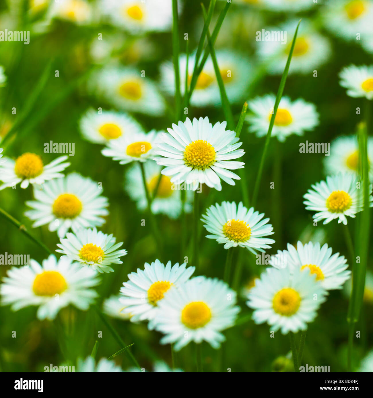 Common Daisies, Lawn Daisies or English Daises full frame nature ...