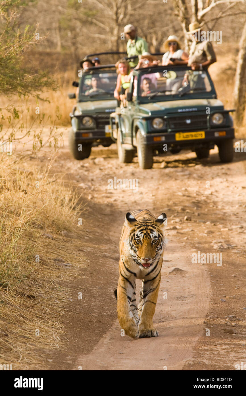 A tiger walking down a track with a jeep of tourists visible in the ...