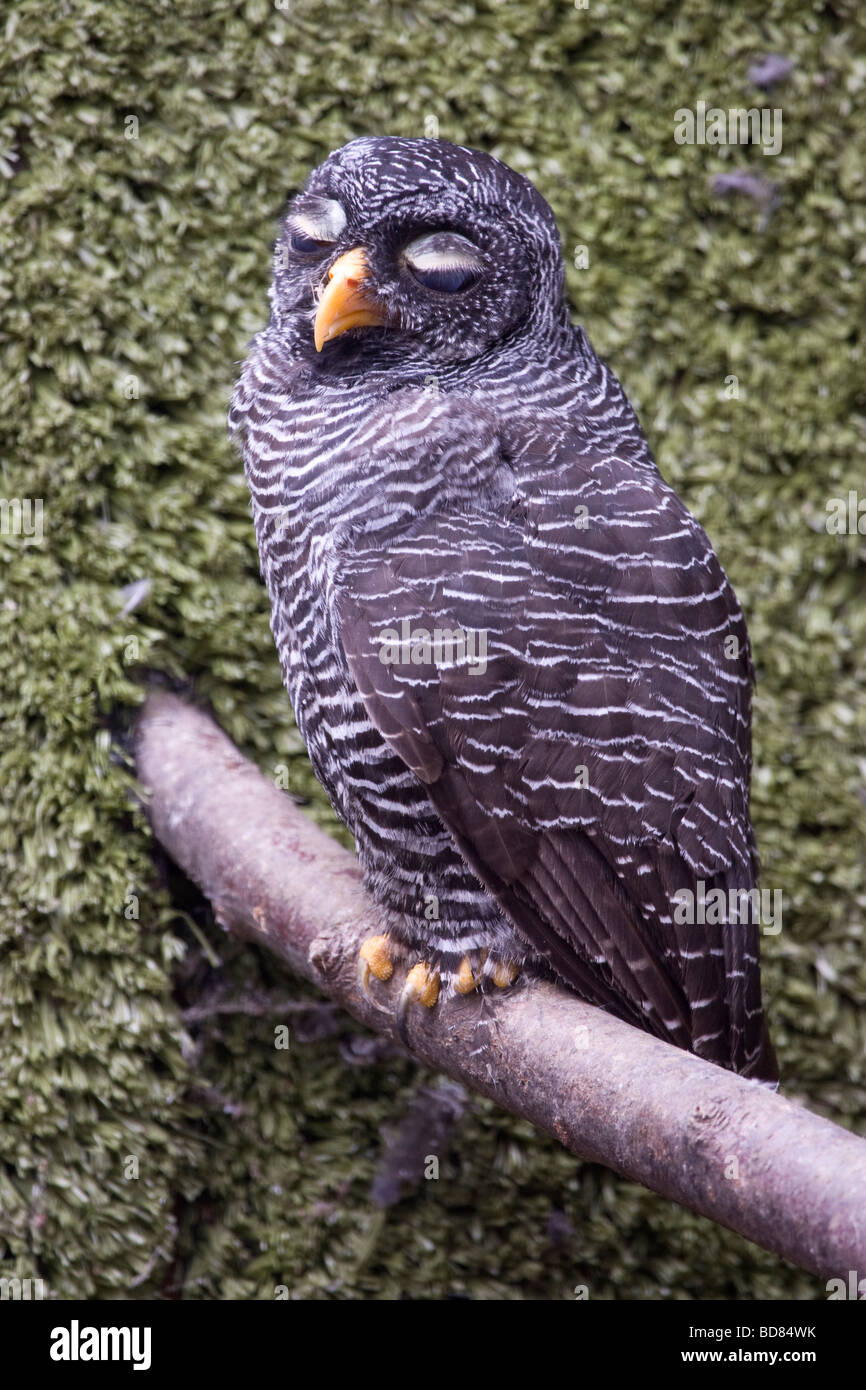 Black Banded Owl