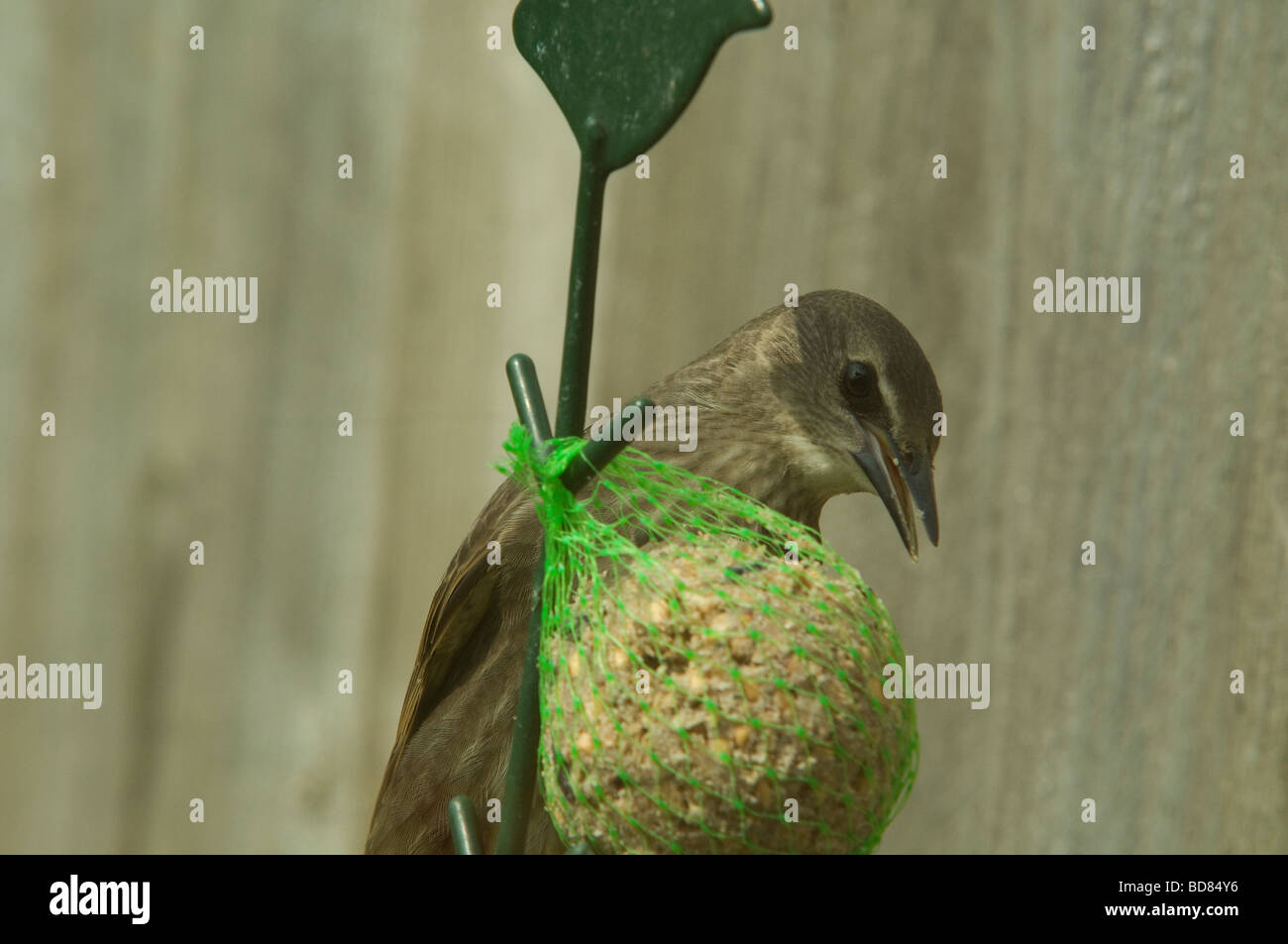 Young starling hi-res stock photography and images - Alamy