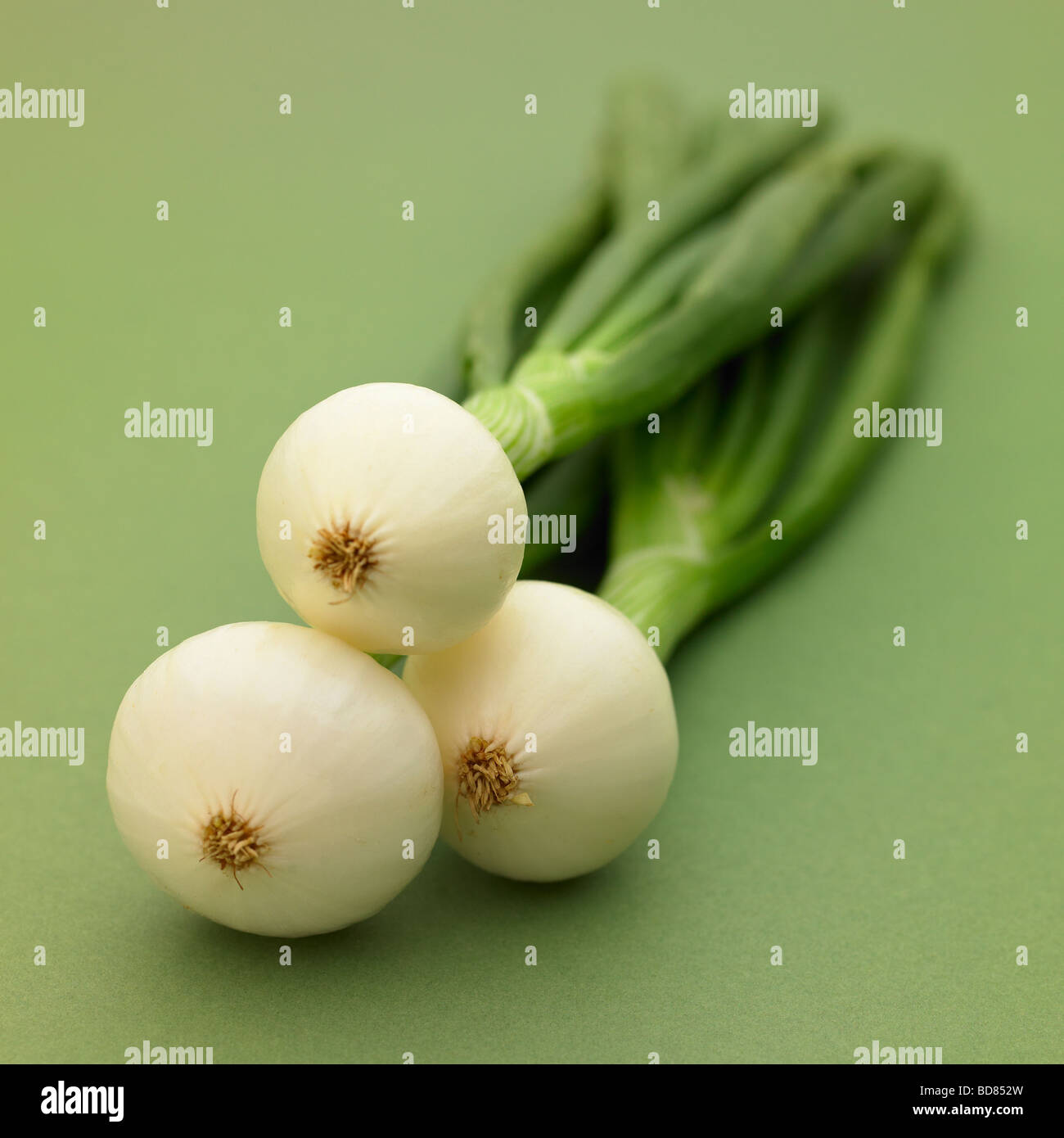 Fresh white continental spring onions Stock Photo - Alamy