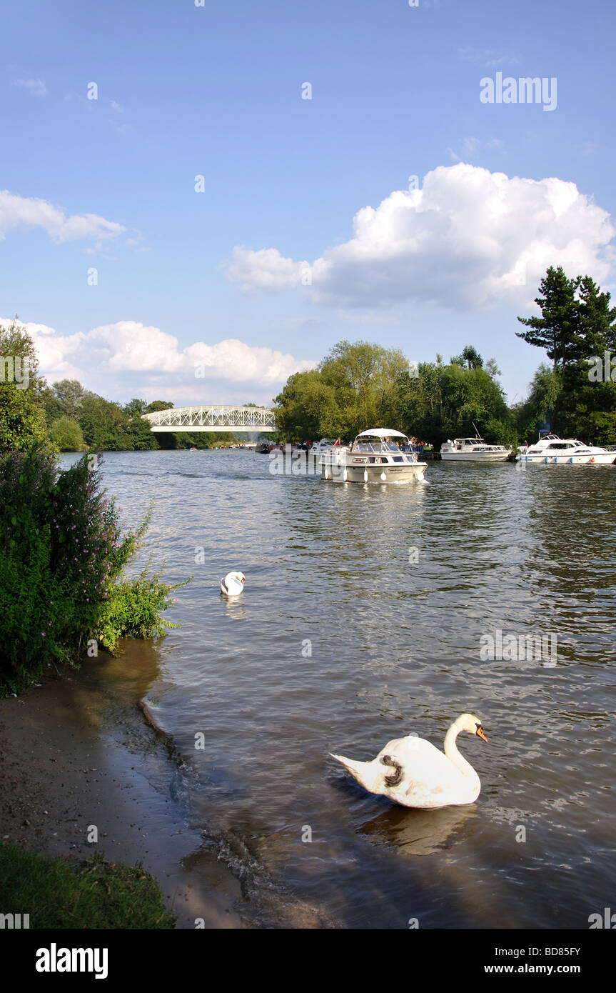 Thames wildlife hi-res stock photography and images - Alamy