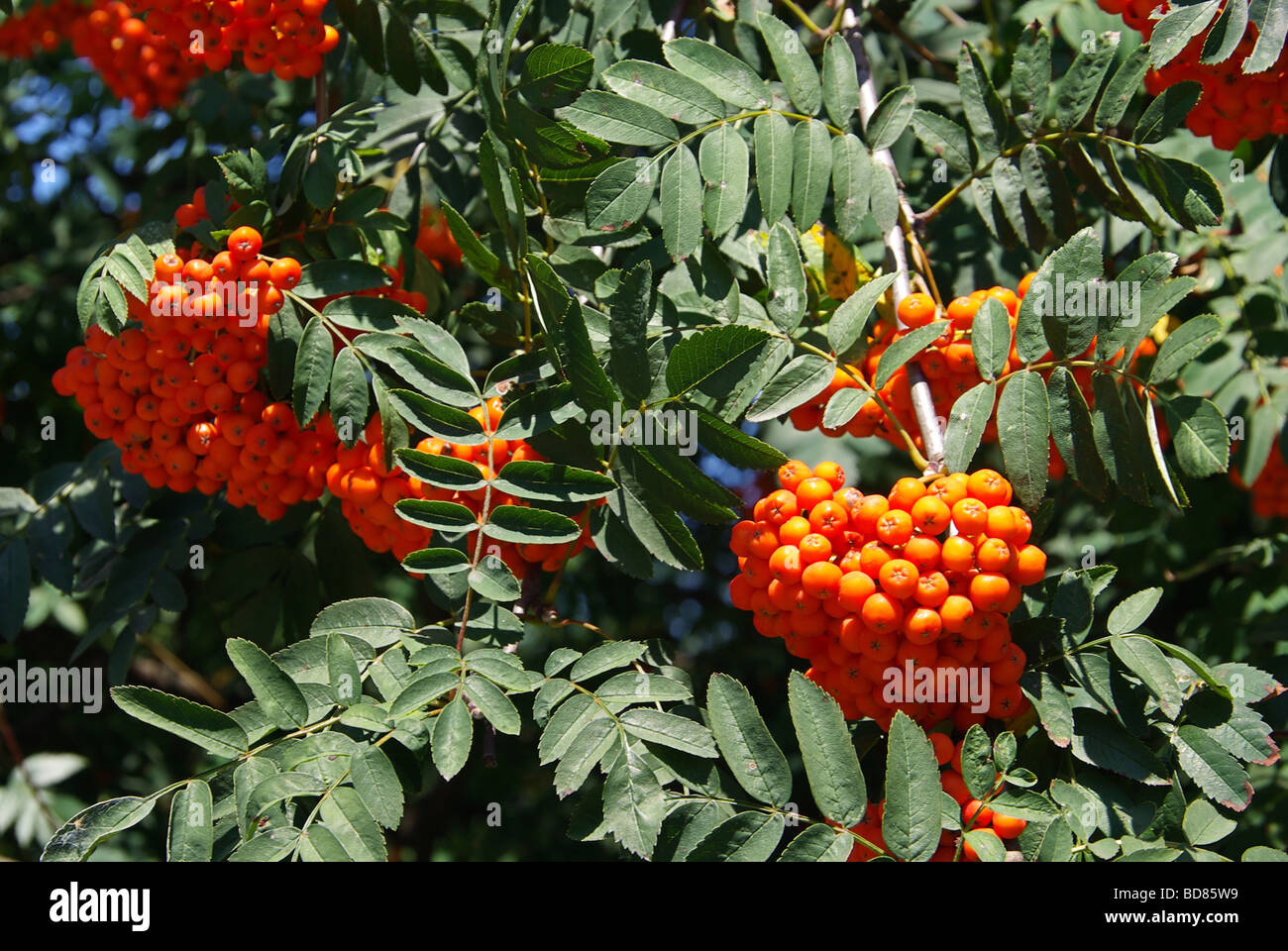 Eberesche Rowan 01 Stock Photo - Alamy