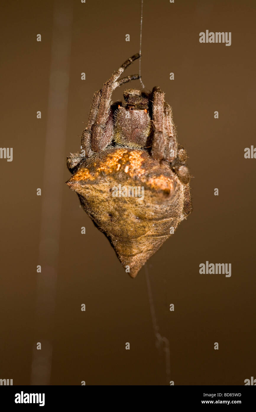 Large triangular spider in a roofspace near Luang Prabang Laos Stock ...