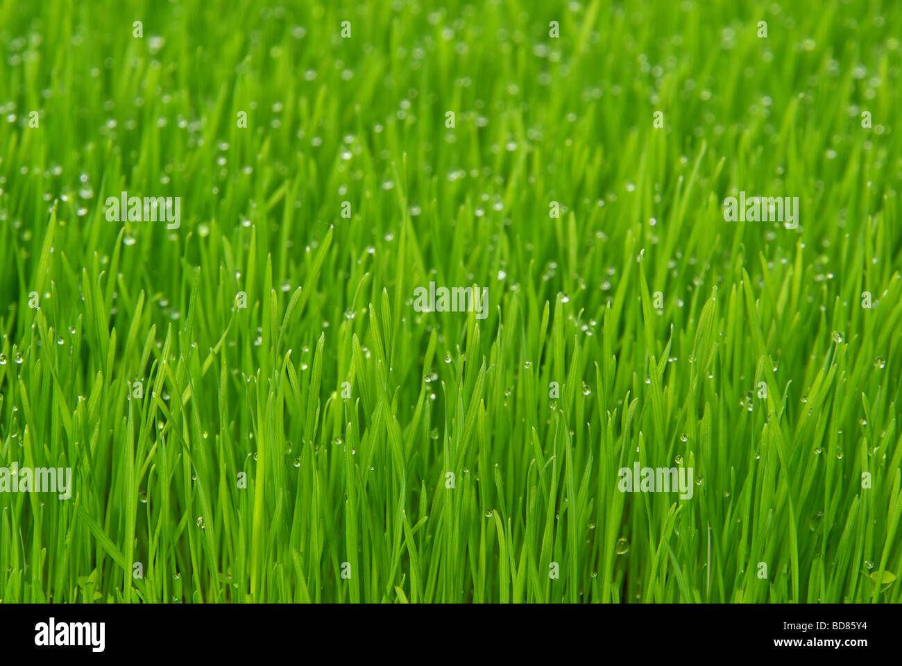 Grashalm hi-res stock photography and images - Alamy