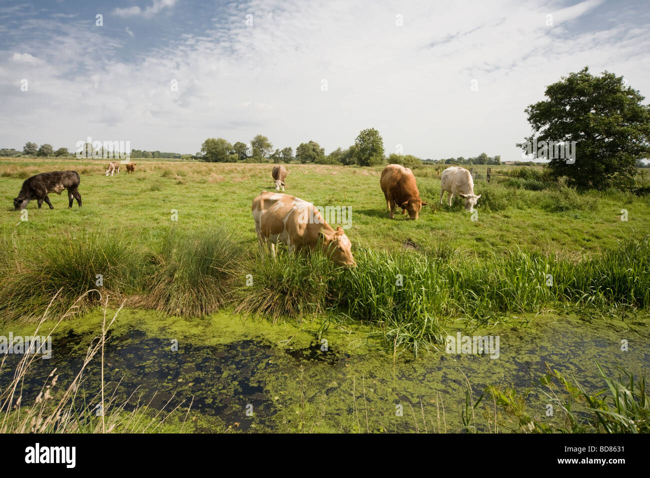 Grazing marsh suffolk hi-res stock photography and images - Alamy