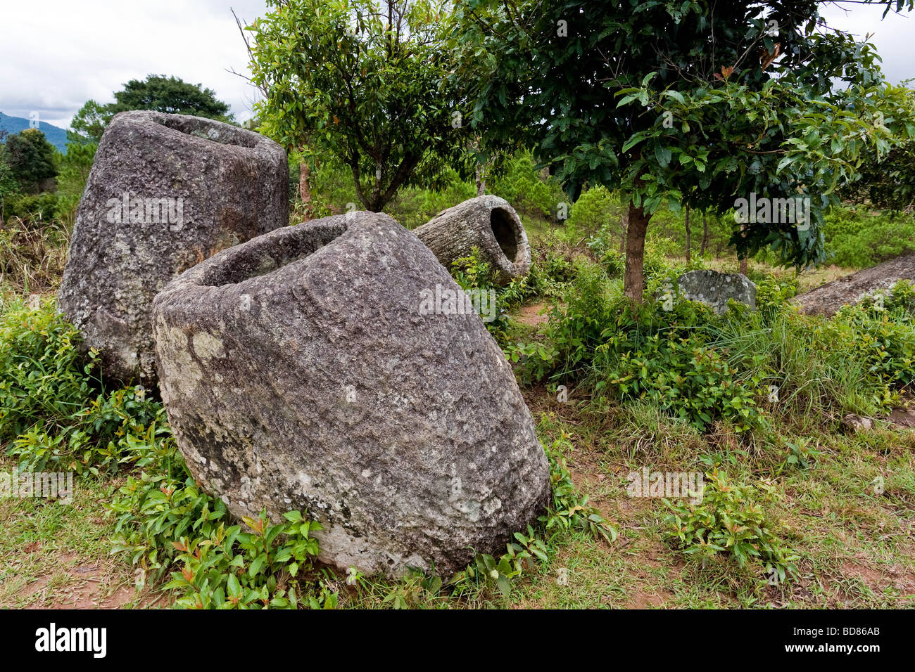 Lichen of asia hi-res stock photography and images - Alamy