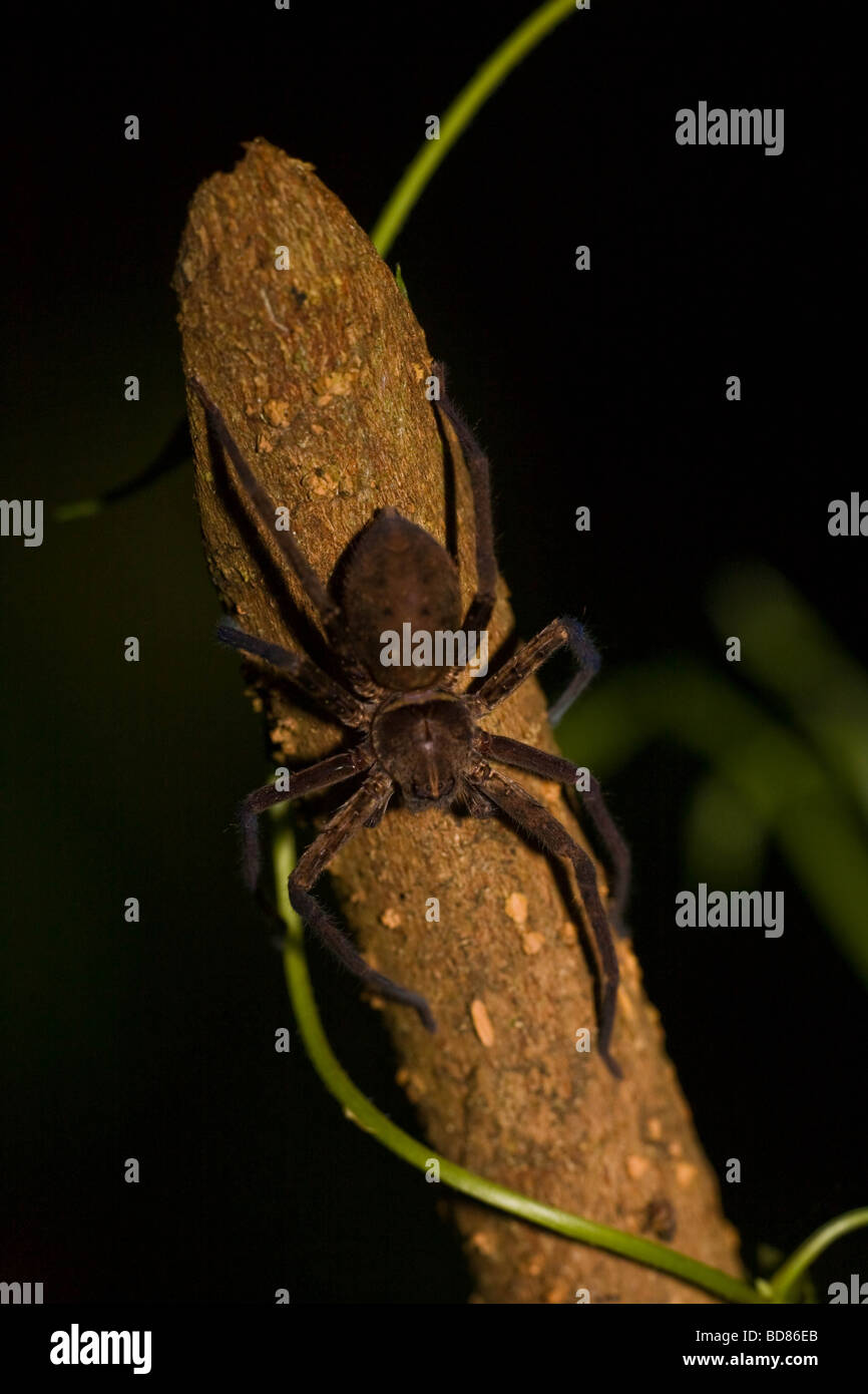 Hunting spider on a cut off branch at Lake Letas Gaua Island Vanuatu ...