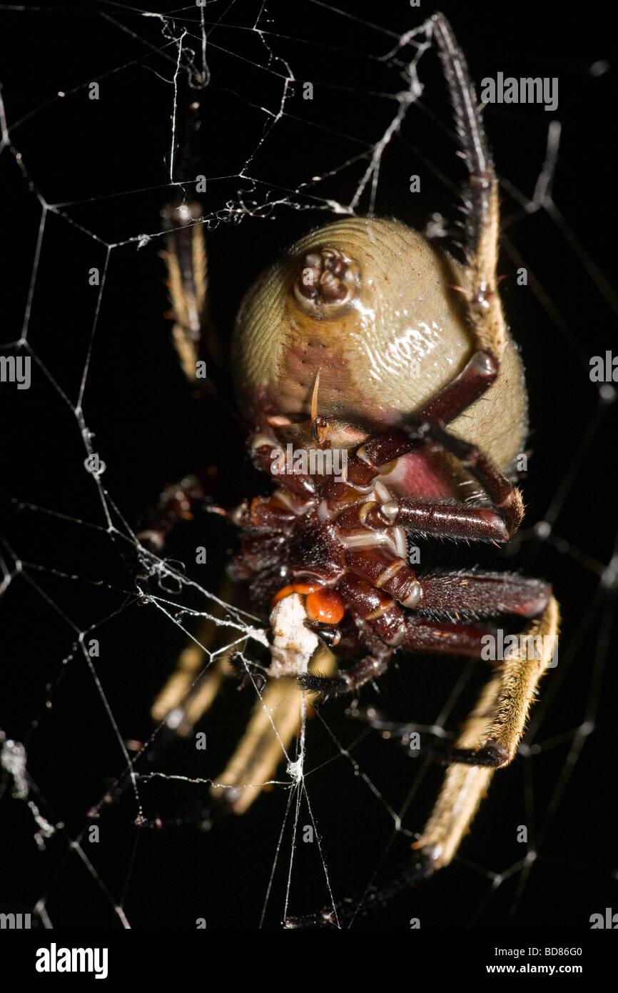 Large white spider building a web across the path in the jungle near ...