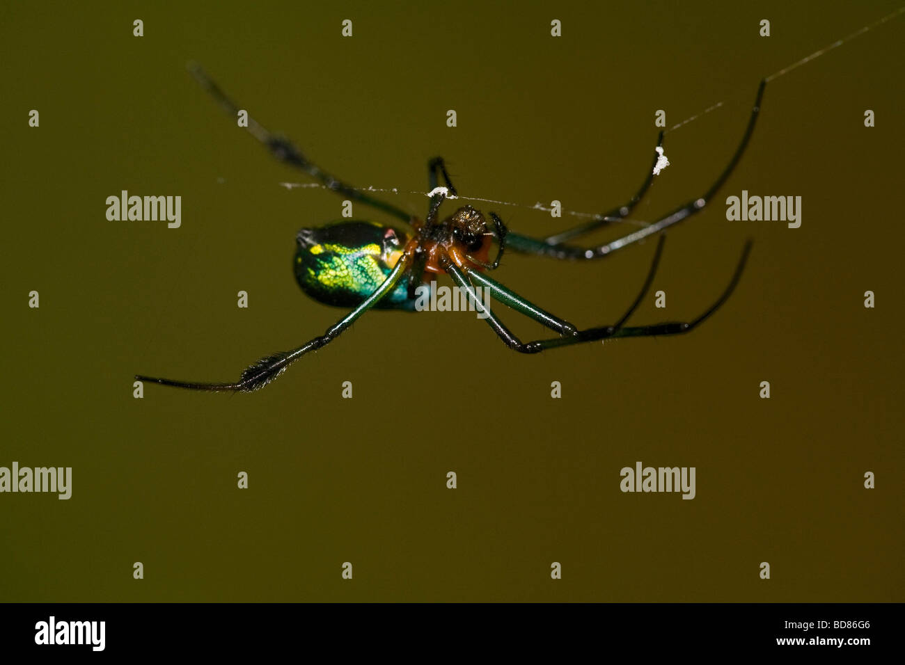 Small irridescent spider in the undergrowth near Lake Letas Gaua Island ...