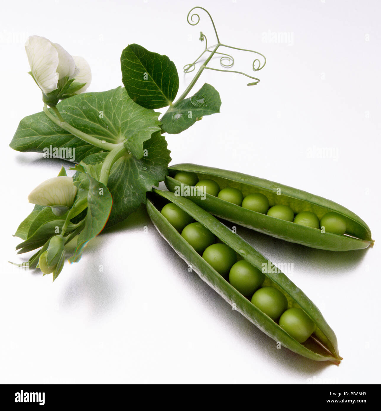 Green leaves and foliage hi-res stock photography and images - Alamy
