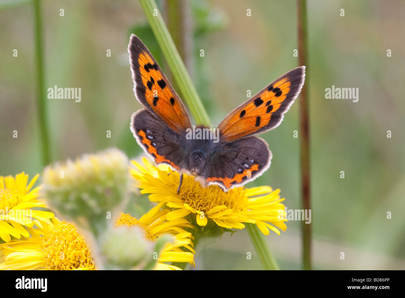 Small Copper (Lycaena phlaeas) butterfly from the rear Stock Photo - Alamy
