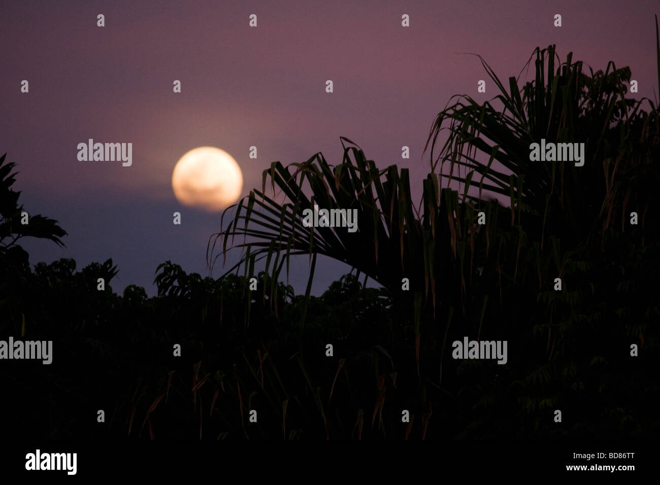 Full moon night jungle hi-res stock photography and images - Alamy