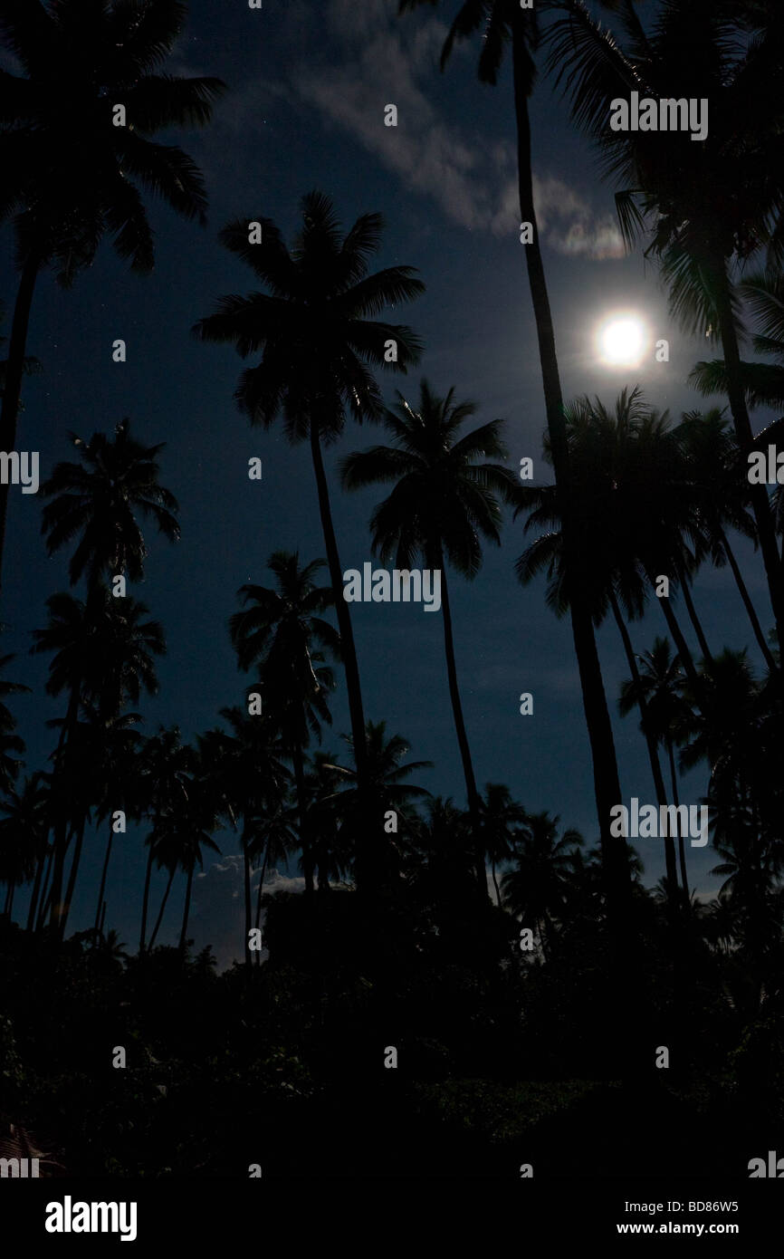Moon through trees at night hi-res stock photography and images - Alamy