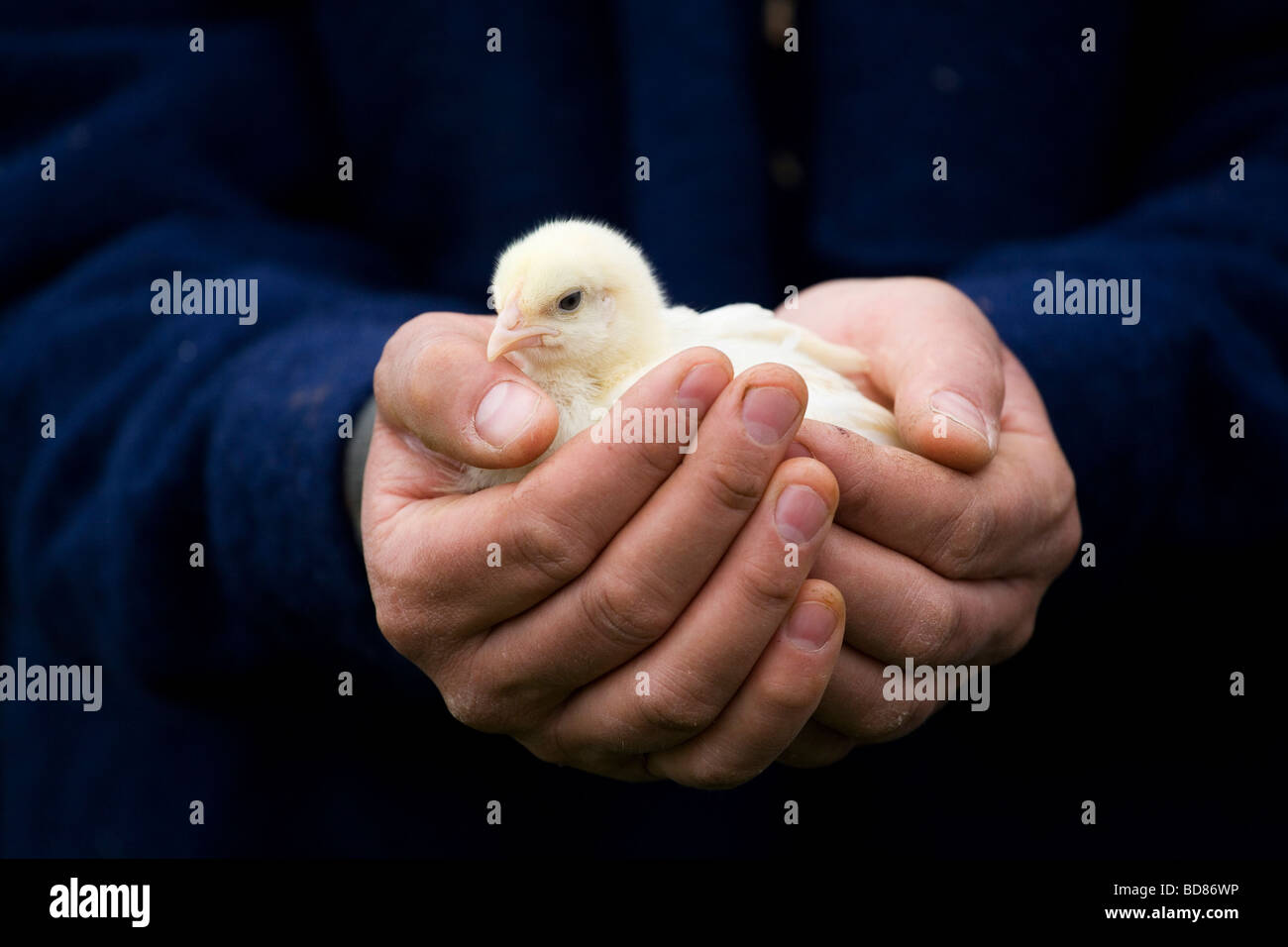 Free bird hands hi-res stock photography and images - Alamy