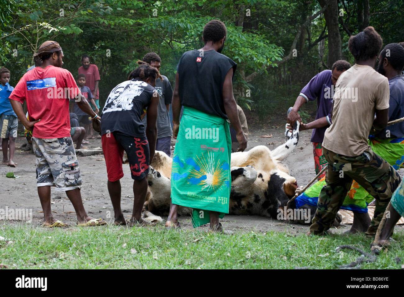 One of two slaughtered cows being brought into the clearing for a ...