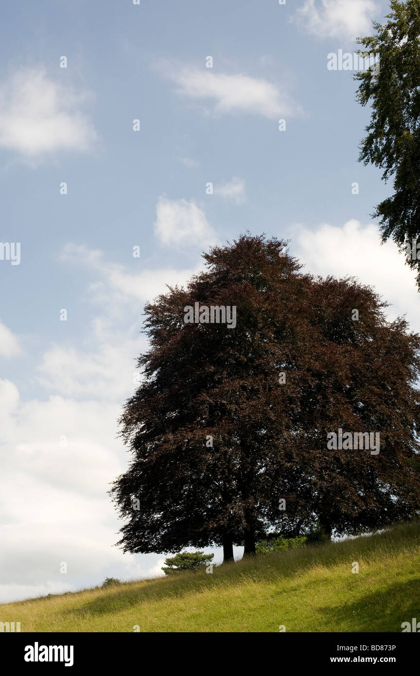 Fagus sylvatica f. purpurea. Copper beech tree in the english ...