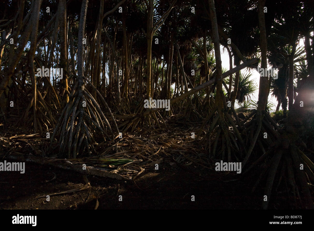 Trees with long visible roots on the shore of Tanna Vanuatu Stock Photo ...