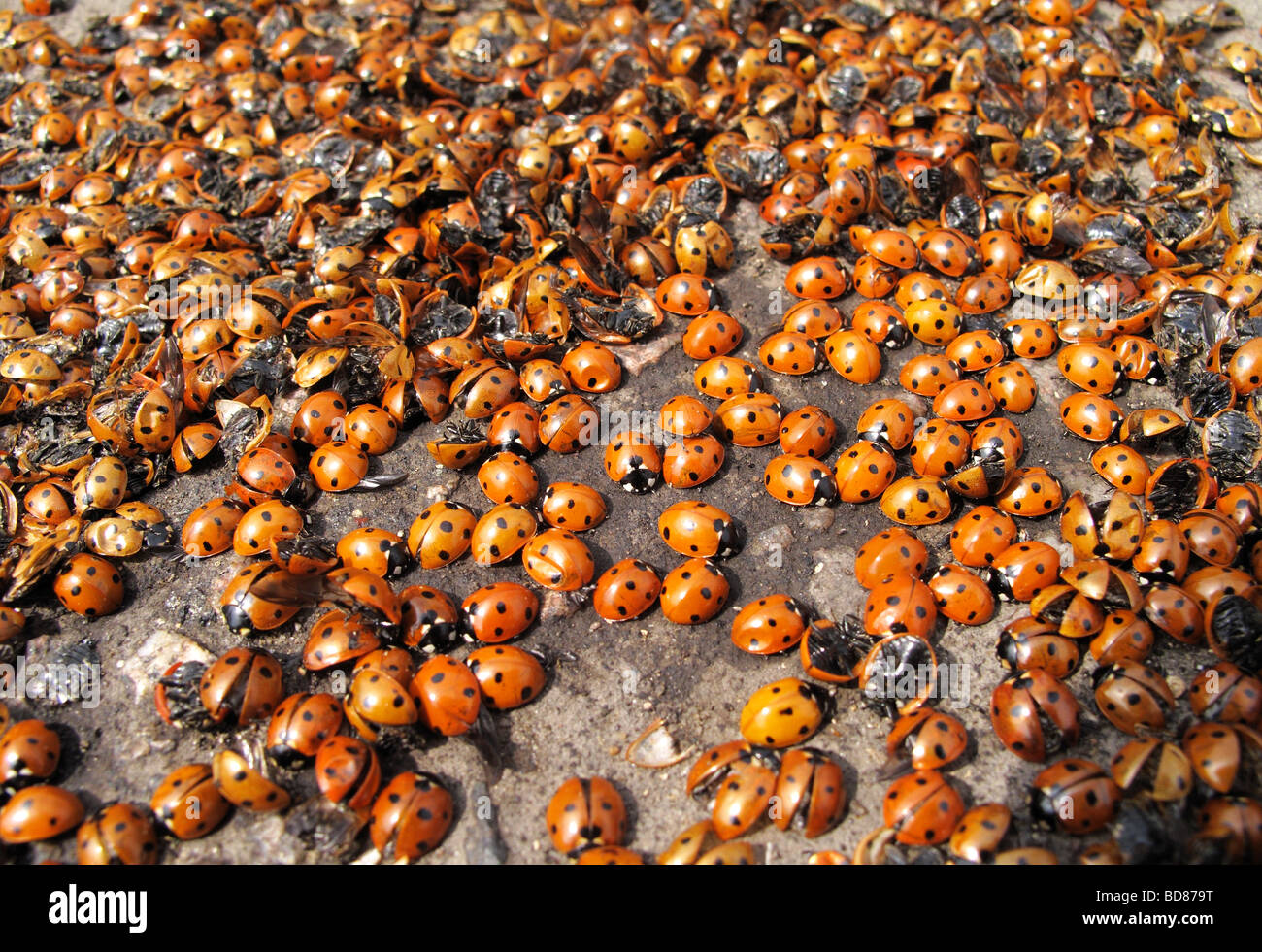 Plague of Ladybirds in Cromer Norfolk UK Stock Photo - Alamy