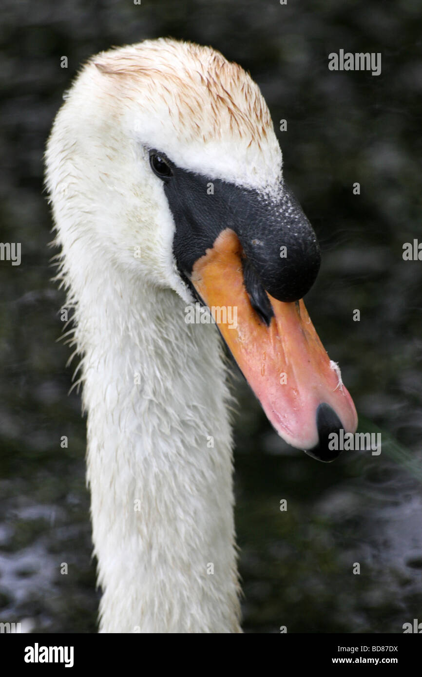 Portrait Of Head And Bill Of Mute Swan Cygnus olor Stock Photo - Alamy