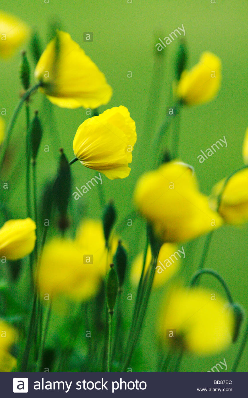 Yellow Poppies High Resolution Stock Photography and Images - Alamy