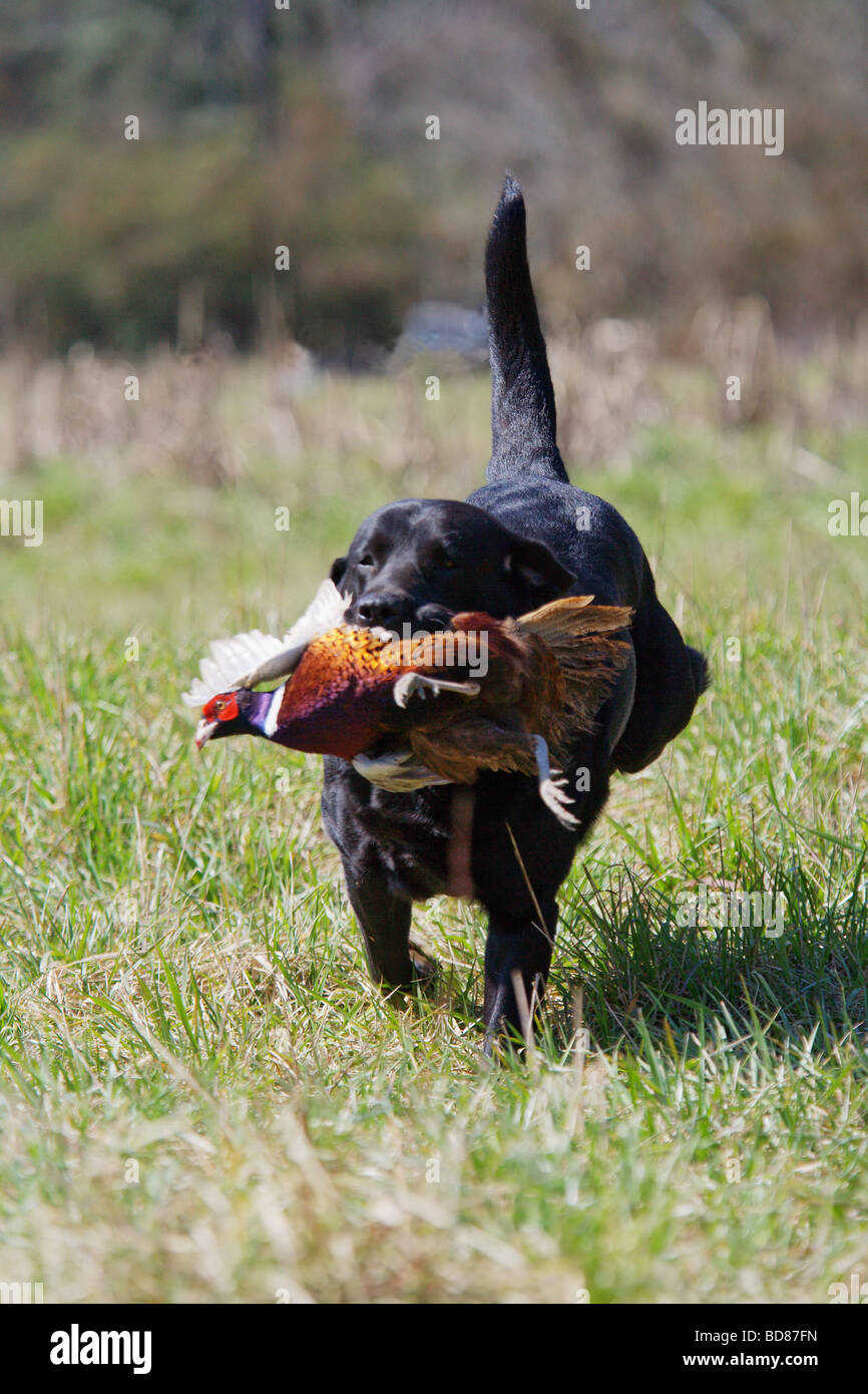 Black lab pheasant hi-res stock photography and images - Alamy