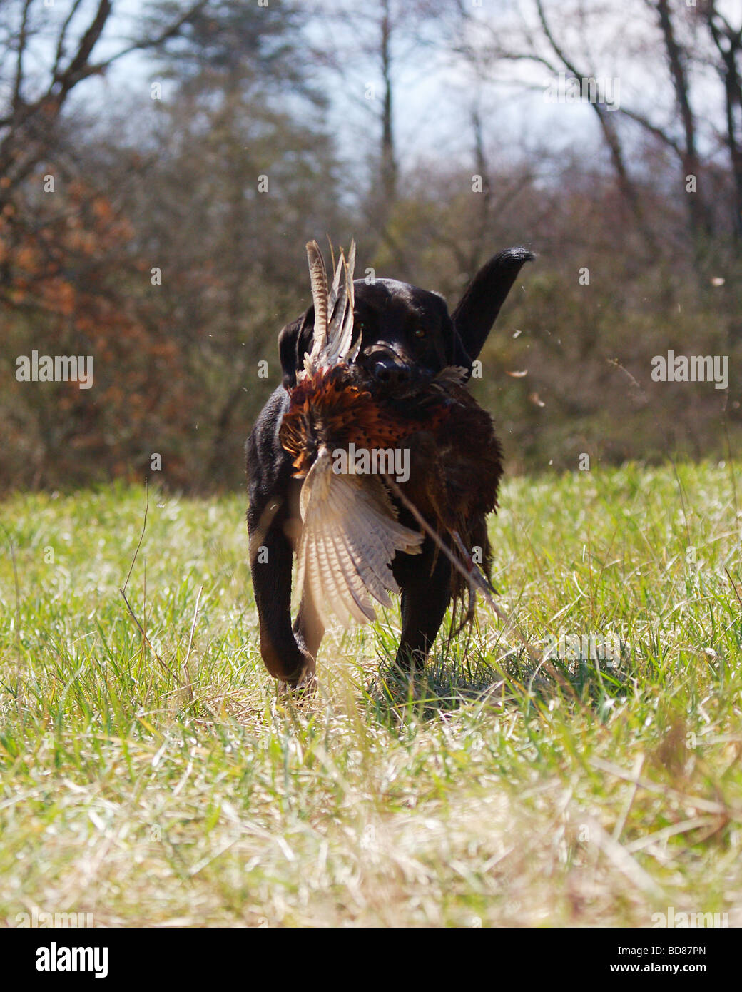 Black lab pheasant hi-res stock photography and images - Alamy