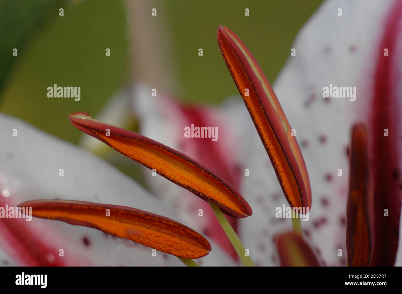Fertile nodes hi-res stock photography and images - Alamy