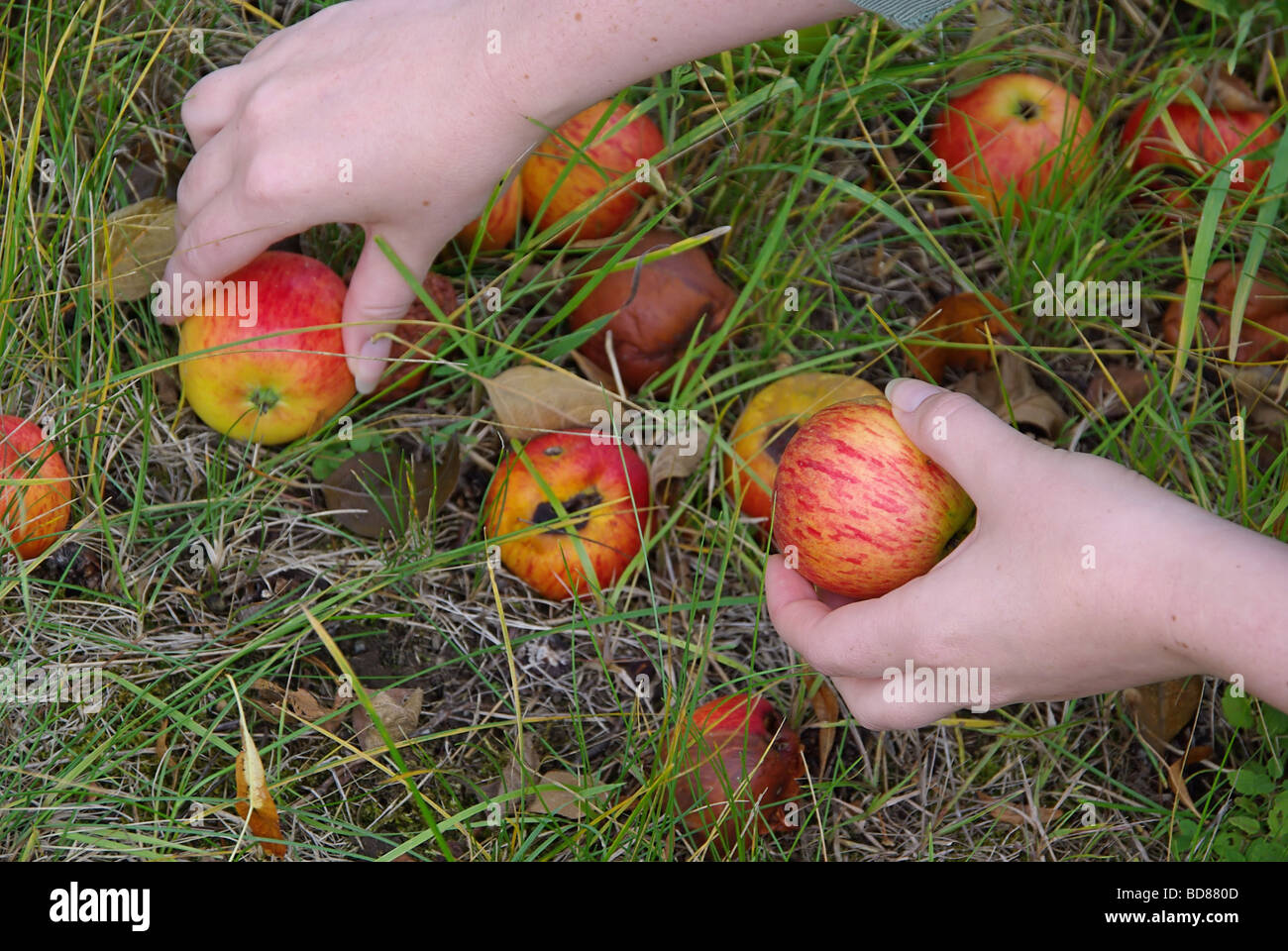 Apfel ernte hi-res stock photography and images - Alamy